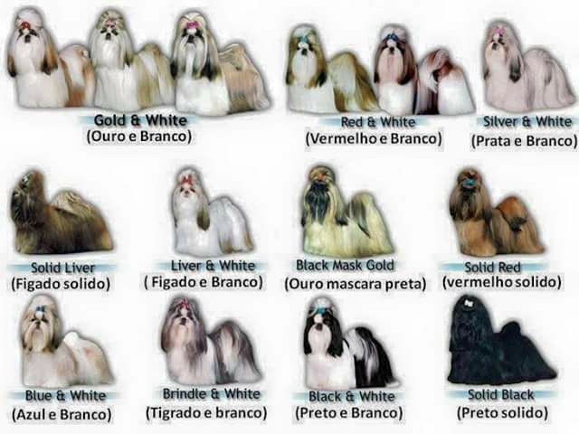 Shih Tzu Dogs Coat Colors Shih Tzu Garden Shih Tzu Dogs Coat Colors Shih Tzu Garden