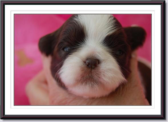 Doodle Smooch’s Page | Shih Tzu Garden