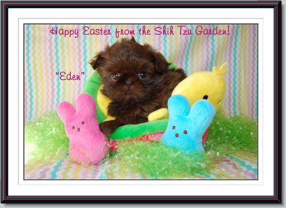 Testimonials | Shih Tzu Garden