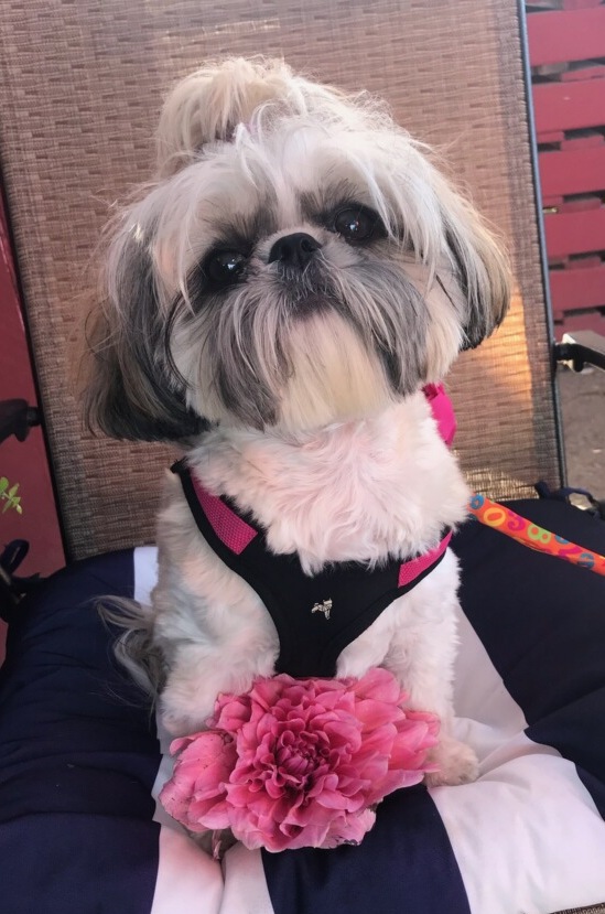 kaite cropped w flower | Shih Tzu Garden